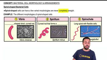 Vibrio cholerae causes the disease cholera. Based on the name of ...