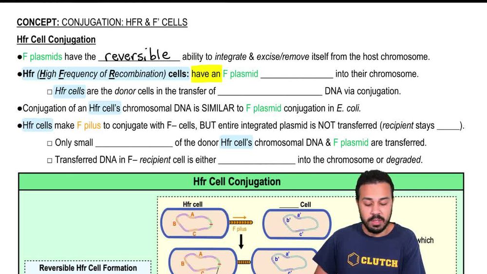 Bacterial Conjugation Hfr