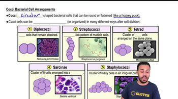 Vibrio cholerae causes the disease cholera. Based on the name of ...