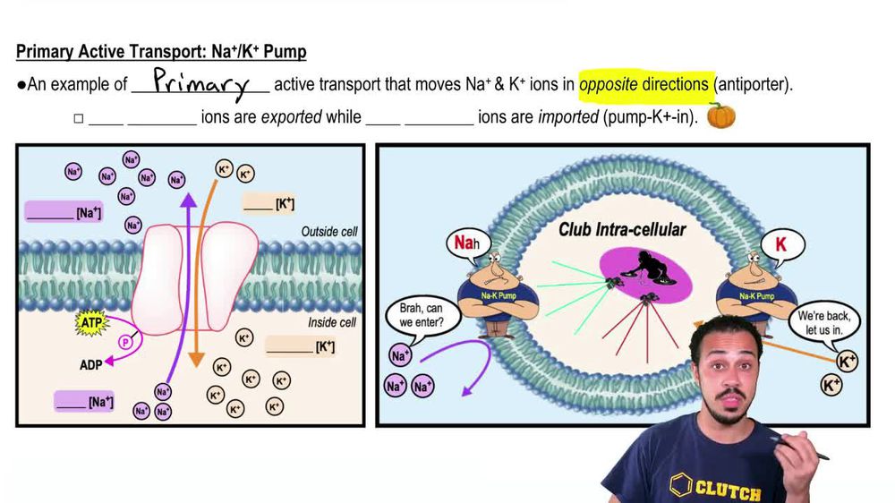 Active Transport Diagram Pearson
