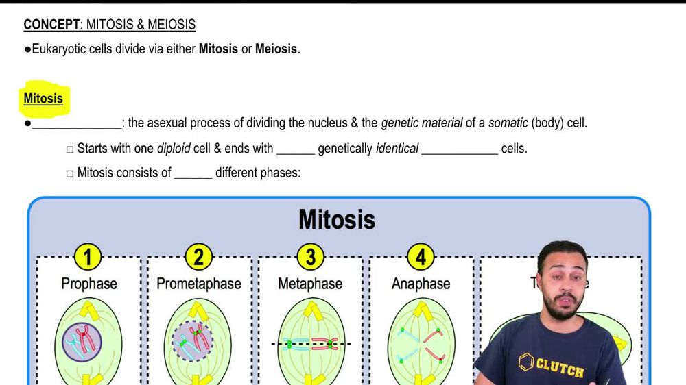 Meiosis Prometaphase 1