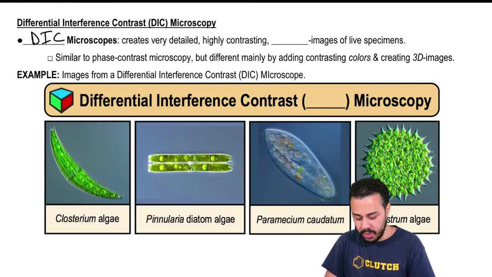 Differential Interference Contrast Microscopy