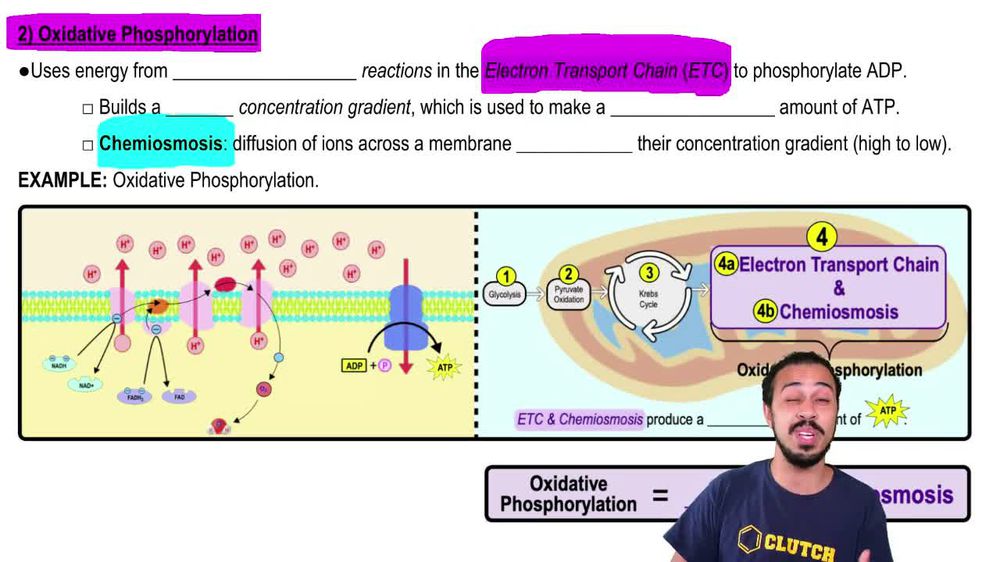 Oxidative Phosphorylation Glycolysis