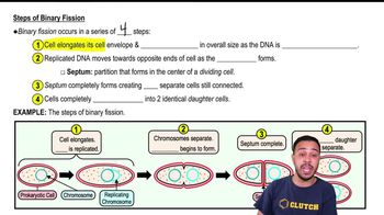 Steps of Binary Fission | Channels for Pearson+