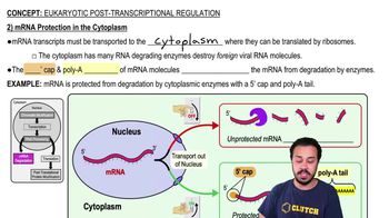 Eukaryotic Post-Transcriptional Regulation | Channels for Pearson+