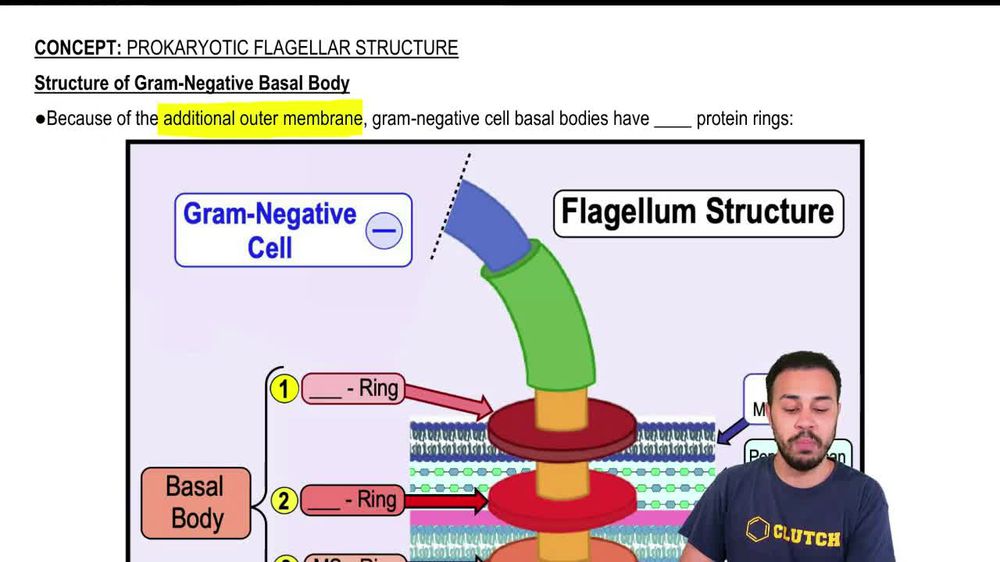 Gram Negative Bacteria Structure