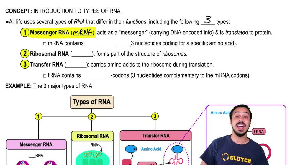 Rna Types 3 Main Types Of Rna With Diagram 5 DNA RNA Protein Synthesis