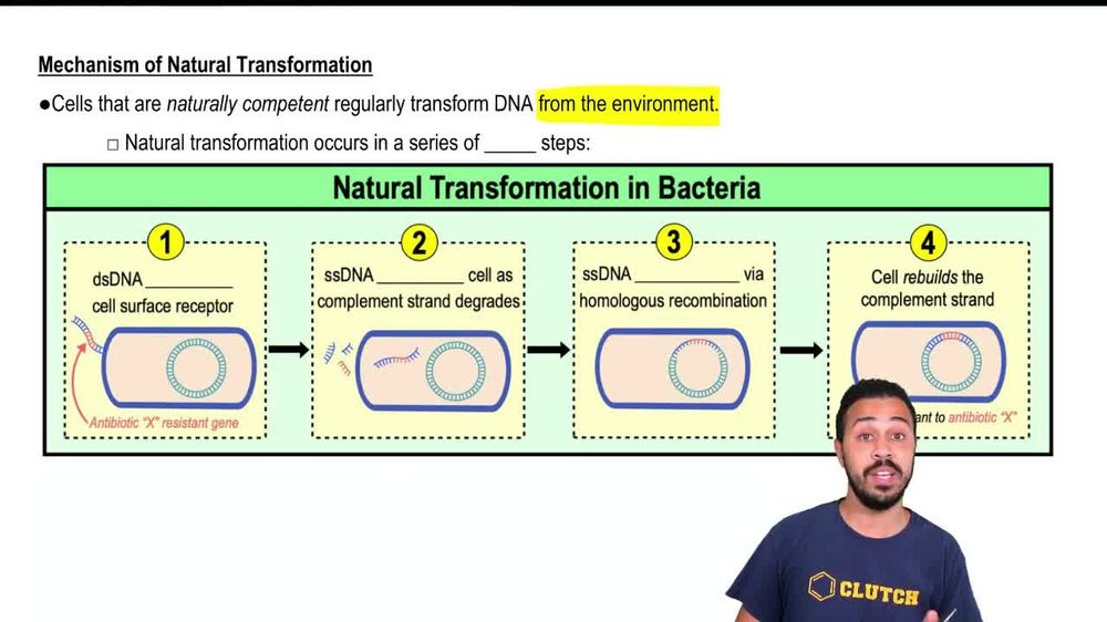 Transformation Bacterial