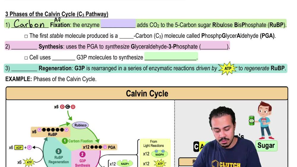 Following Carbon Atoms Around The Calvin Cycle