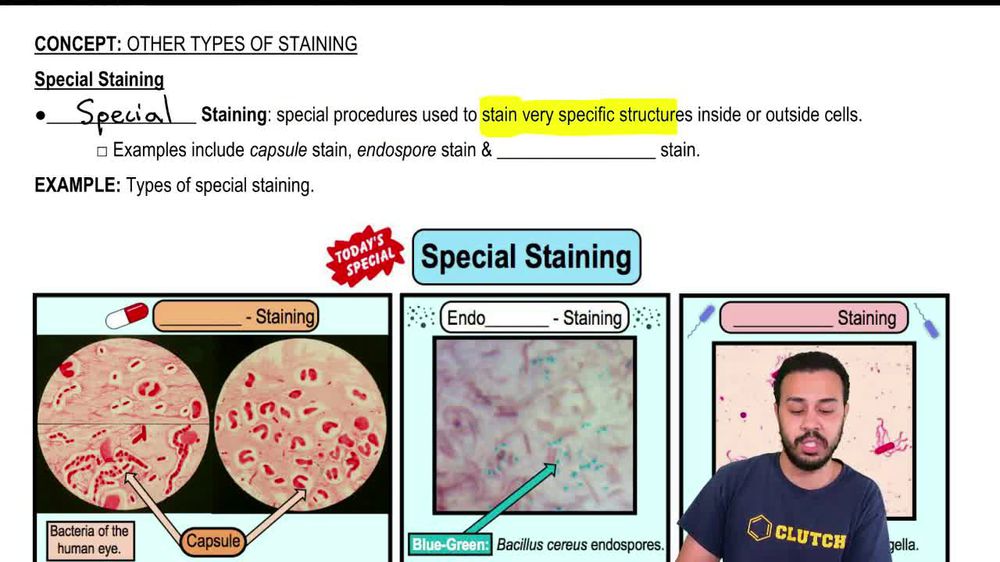 Capsule Stain