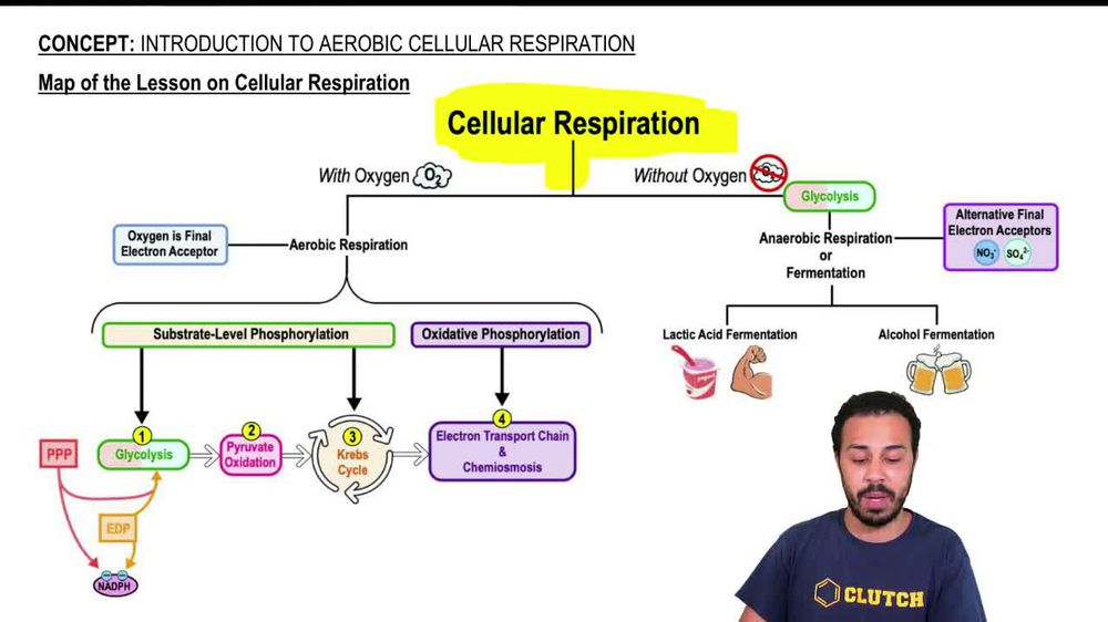 Cellular Respiration Concept Map With Answers