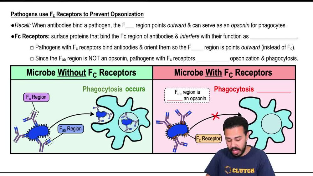 Antibody Opsonization
