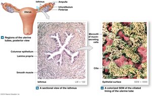 Anatomy & Physiology Reproductive System Study Guide | Notes