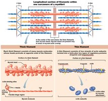 Anatomy & Physiology Study Guide: Muscles & Muscle Tissue | Notes