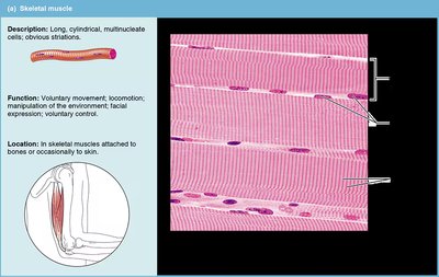 Anatomy & Physiology Muscle Tissue Study Guide | Notes