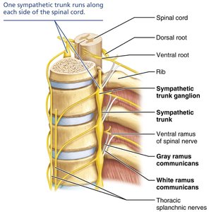 Anatomy & Physiology Autonomic Nervous System Study Guide | Notes