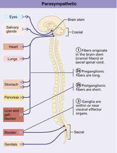 Anatomy & Physiology Autonomic Nervous System Study Guide | Notes
