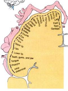 Anatomy & Physiology Study Guide: Nervous System Pathways | Notes