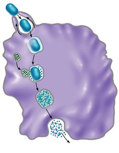 Anatomy & Physiology Immune System Study Guide | Notes
