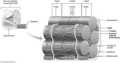 Anatomy & Physiology Study Guide: Muscle Structure & Function | Notes