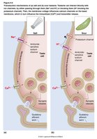 Anatomy & Physiology Taste Study Guide: Special Senses | Notes