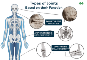 Anatomy & Physiology Joints Study Guide for Students | Notes