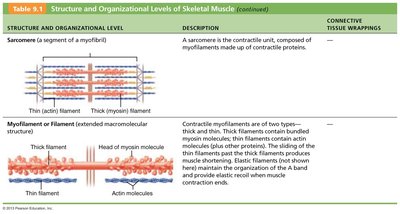 Anatomy & Physiology Muscle Study Guide for Exams | Notes