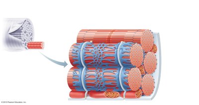 Anatomy & Physiology Muscle Study Guide for Exams | Notes