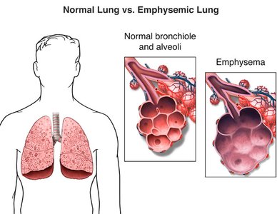 Anatomy & Physiology Study Guide: Breathing and Gas Exchange | Notes