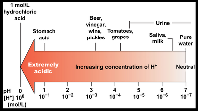 Anatomy & Physiology Study Guide: Chemical Level Essentials | Notes