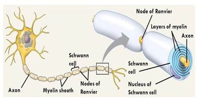 Anatomy & Physiology Nervous System Study Guide | Notes