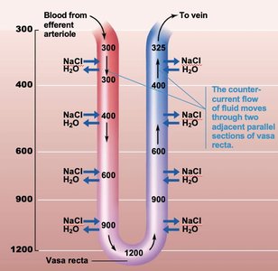 Anatomy & Physiology Study Guide: Kidney Function & Nephron | Notes