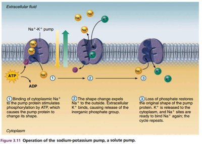 Anatomy & Physiology Study Guide: Cell Structure & Function | Notes