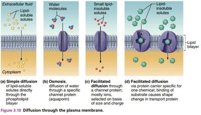 Anatomy & Physiology Study Guide: Cell Structure & Function | Notes