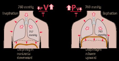 Anatomy & Physiology Study Guide: Respiratory System Essentials | Notes
