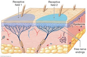Anatomy & Physiology Study Guide: General and Special Senses | Notes