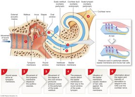 Anatomy & Physiology Study Guide: General and Special Senses | Notes