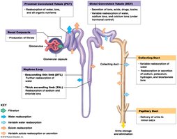 Anatomy & Physiology II Urinary System Study Guide | Notes
