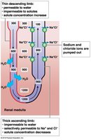 Anatomy & Physiology II Urinary System Study Guide | Notes