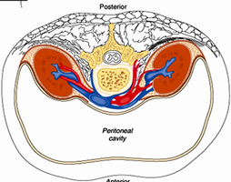 Anatomy & Physiology Urinary System Study Guide | Notes