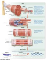 Anatomy & Physiology Study Guide: Muscle Tissue Overview | Notes