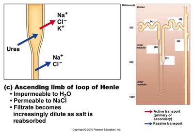 Anatomy & Physiology Urinary System Study Guide | Notes
