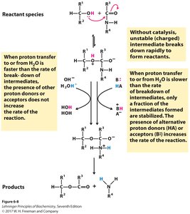 Biochemistry Enzymes Study Guide: Kinetics & Catalysis | Notes