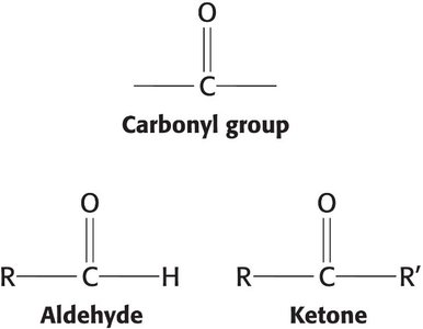 Biochemistry Study Guide: Sugars, Enzymes & Polysaccharides | Notes