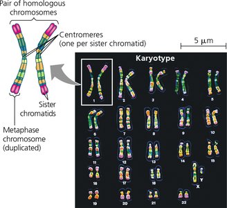 General Biology Study Guide: Chromosomes & Life Cycles | Notes