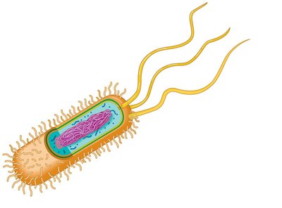General Biology Study Guide: Cell Structure & Function | Notes