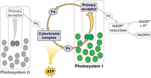 Photosynthesis Study Guide: General Biology Exam Prep | Notes