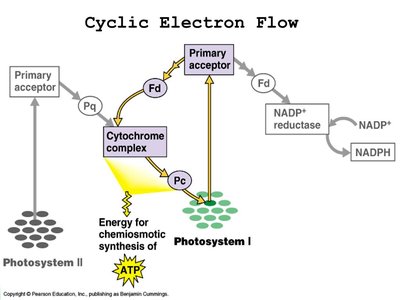 General Biology Photosynthesis Study Guide: Key Concepts | Notes