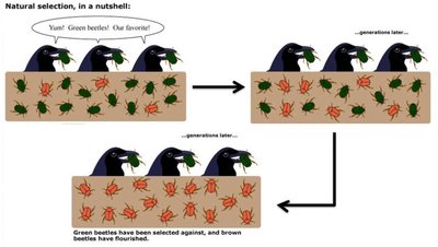 General Biology Study Guide: Natural Selection & Evolution | Notes
