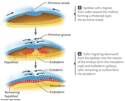 General Biology Study Guide: Reproduction & Development | Notes